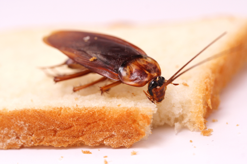 Cherry Hill Cockroach Control | NJ & PA Roach Exterminator