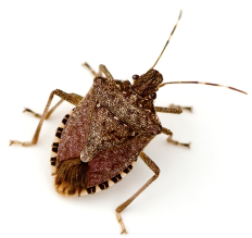 Anatomy of a Stink Bug (and Why They’re Hard to Remove) - Lethal Pest ...