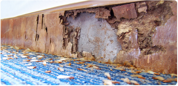 Residential Termite Control in Pennsylvania & New Jersey | Lethal