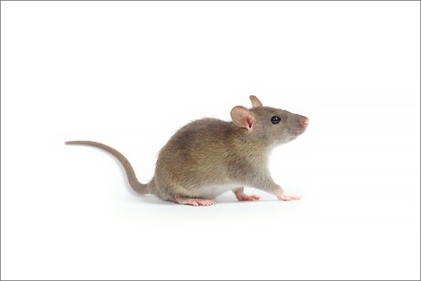 Four Differences Between Rats and Mice - Lethal Pest Solutions