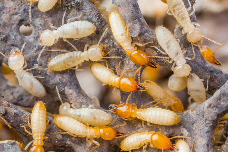 How Similar Are Termites and Cockroaches? | Lethal Pest Solutions
